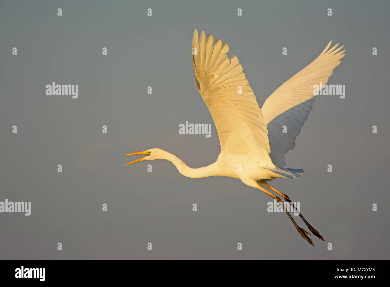 Great egret, Ardea alba flying Stock Photo - Alamy