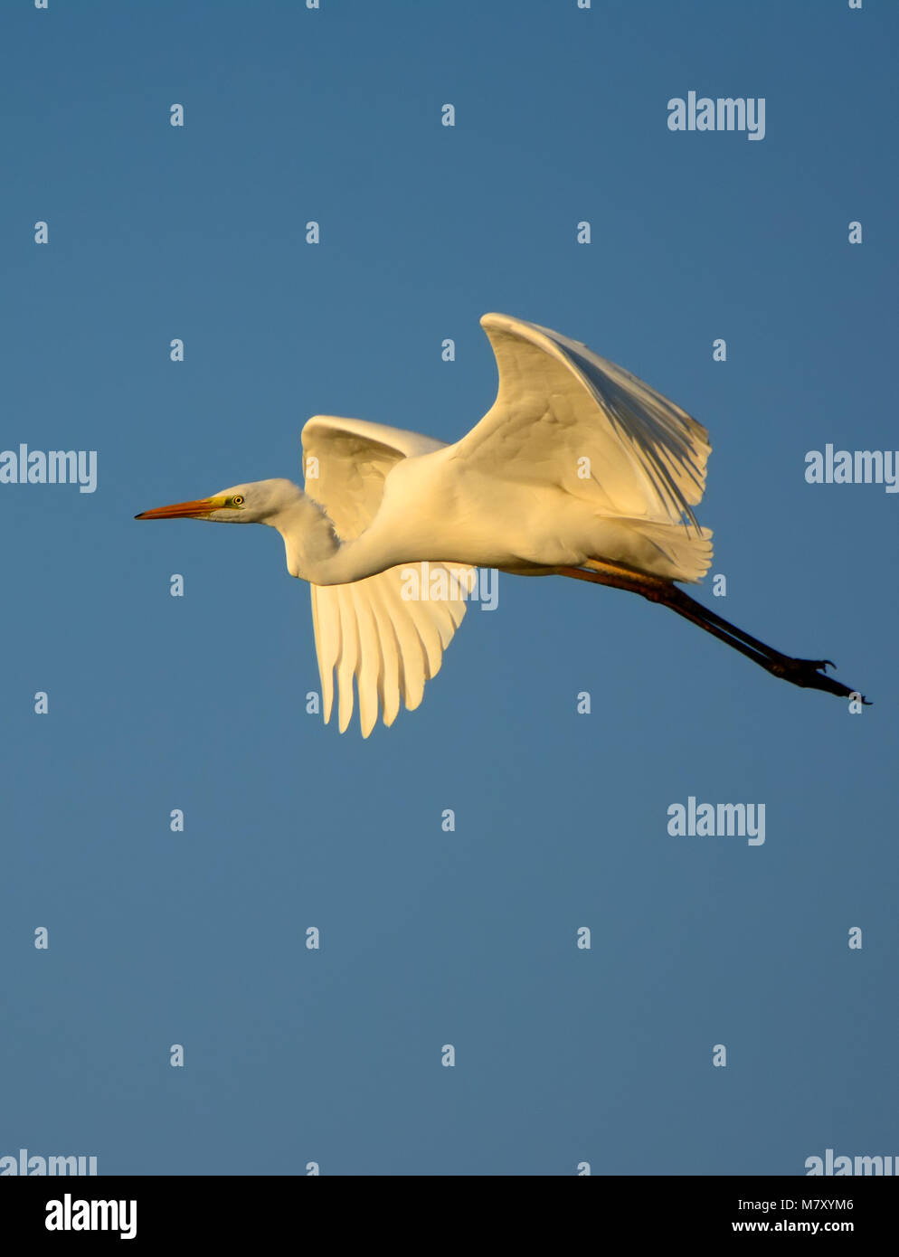 Great egret, Ardea alba flying Stock Photo - Alamy