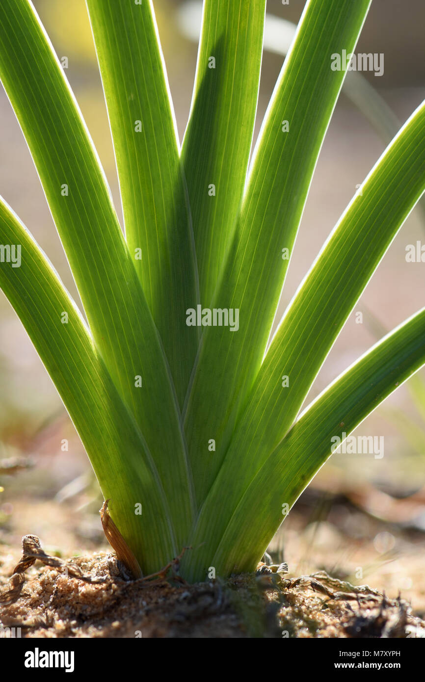 Wild Iris leaves Stock Photo - Alamy
