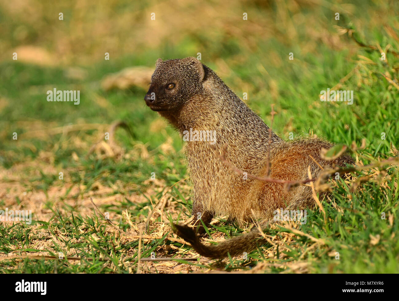 Mongoose eyes hi-res stock photography and images - Alamy