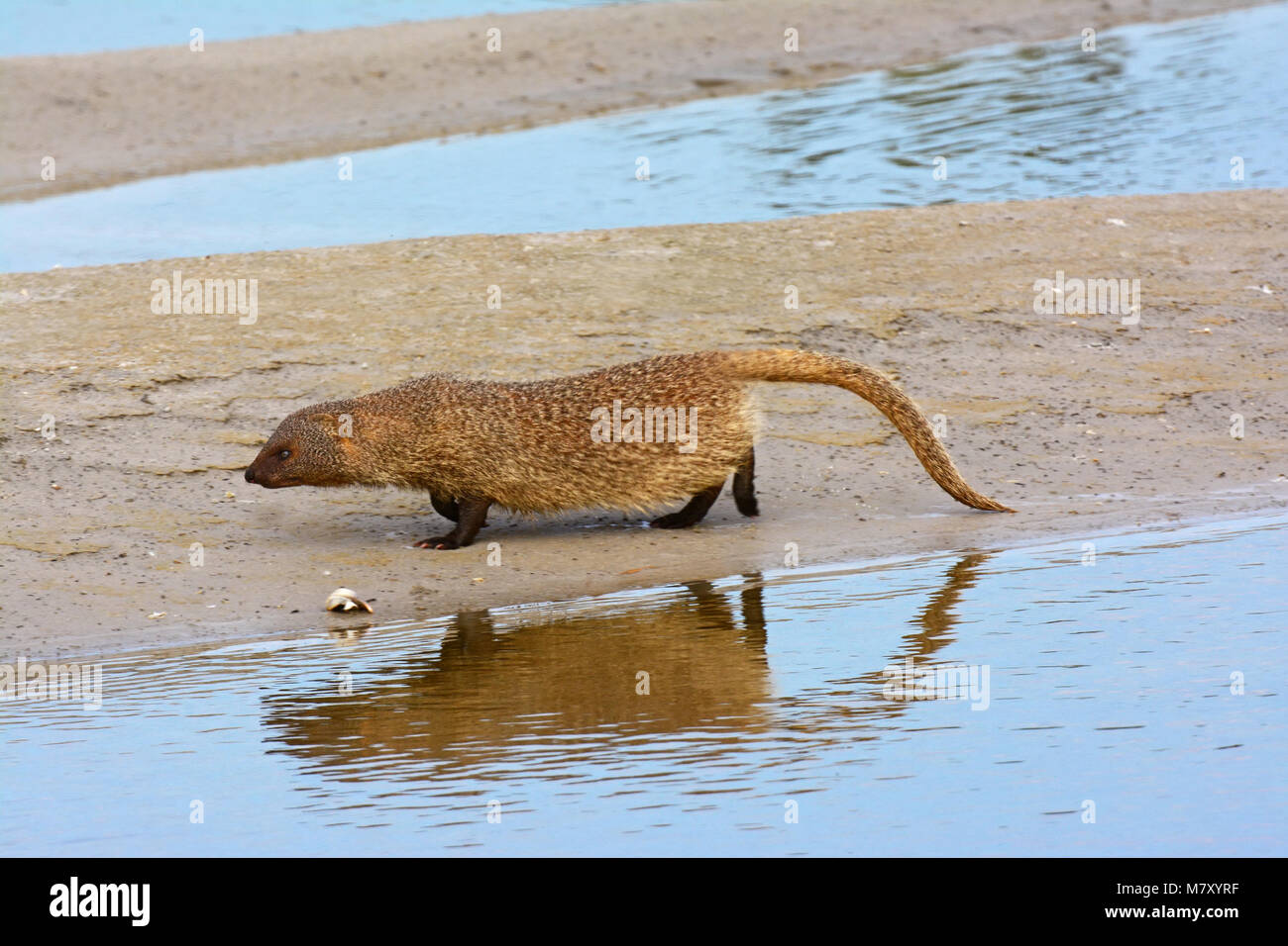 Egyptian mongoos, Herpestes ichneumon, walking Stock Photo - Alamy