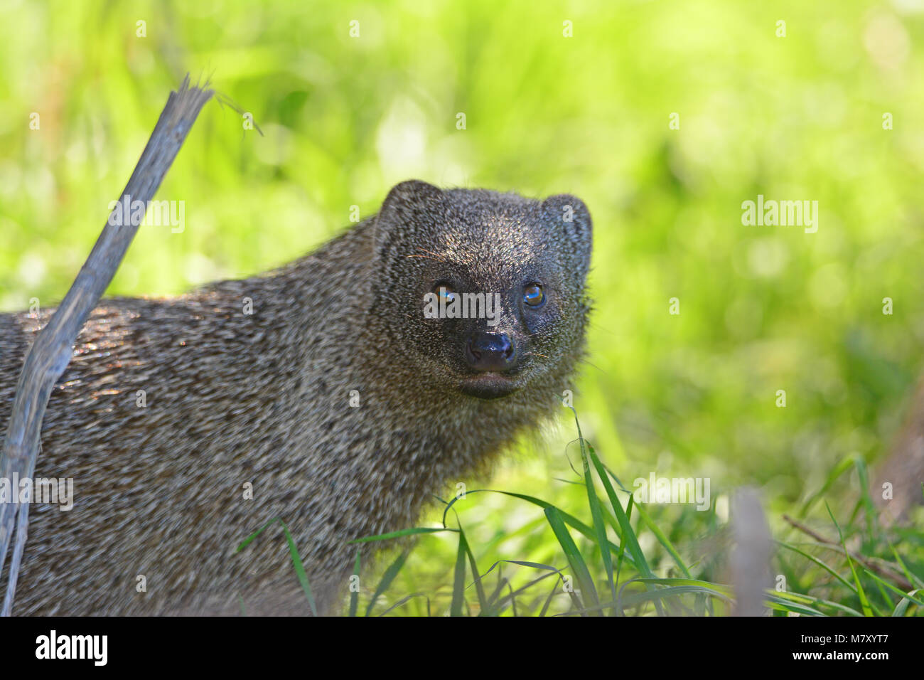Mongoose eyes hi-res stock photography and images - Alamy