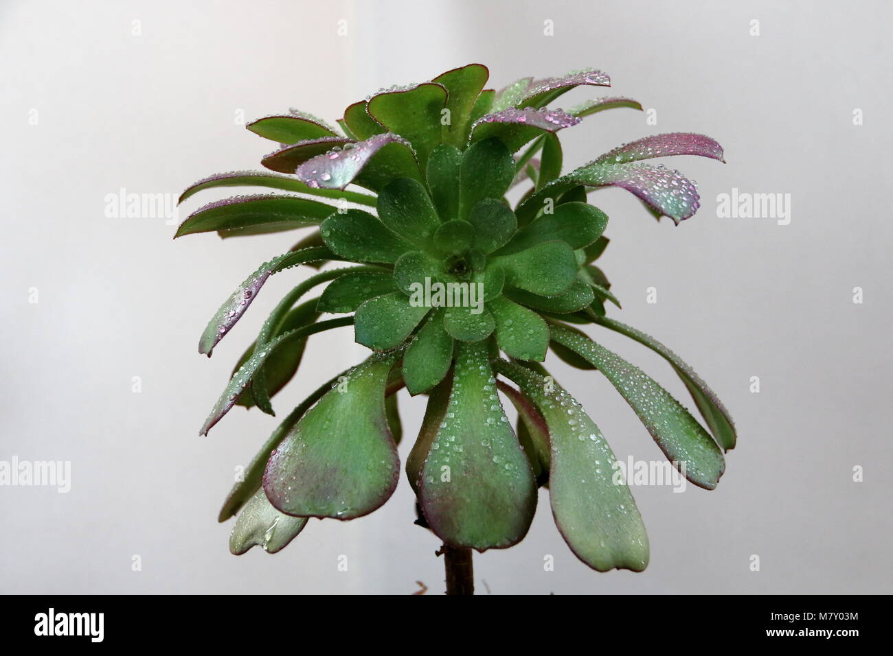 Tree aeonium arboreum irish hi-res stock photography and images - Alamy