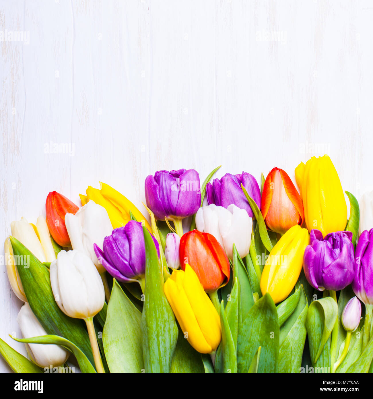 Color tulips on the board Stock Photo - Alamy