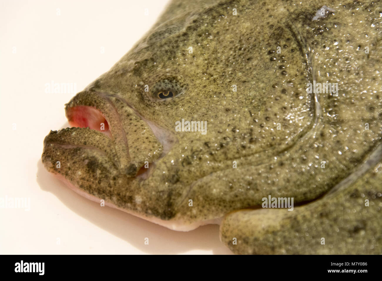 Fresh Turbot Fish head on white background, seafood Stock Photo - Alamy
