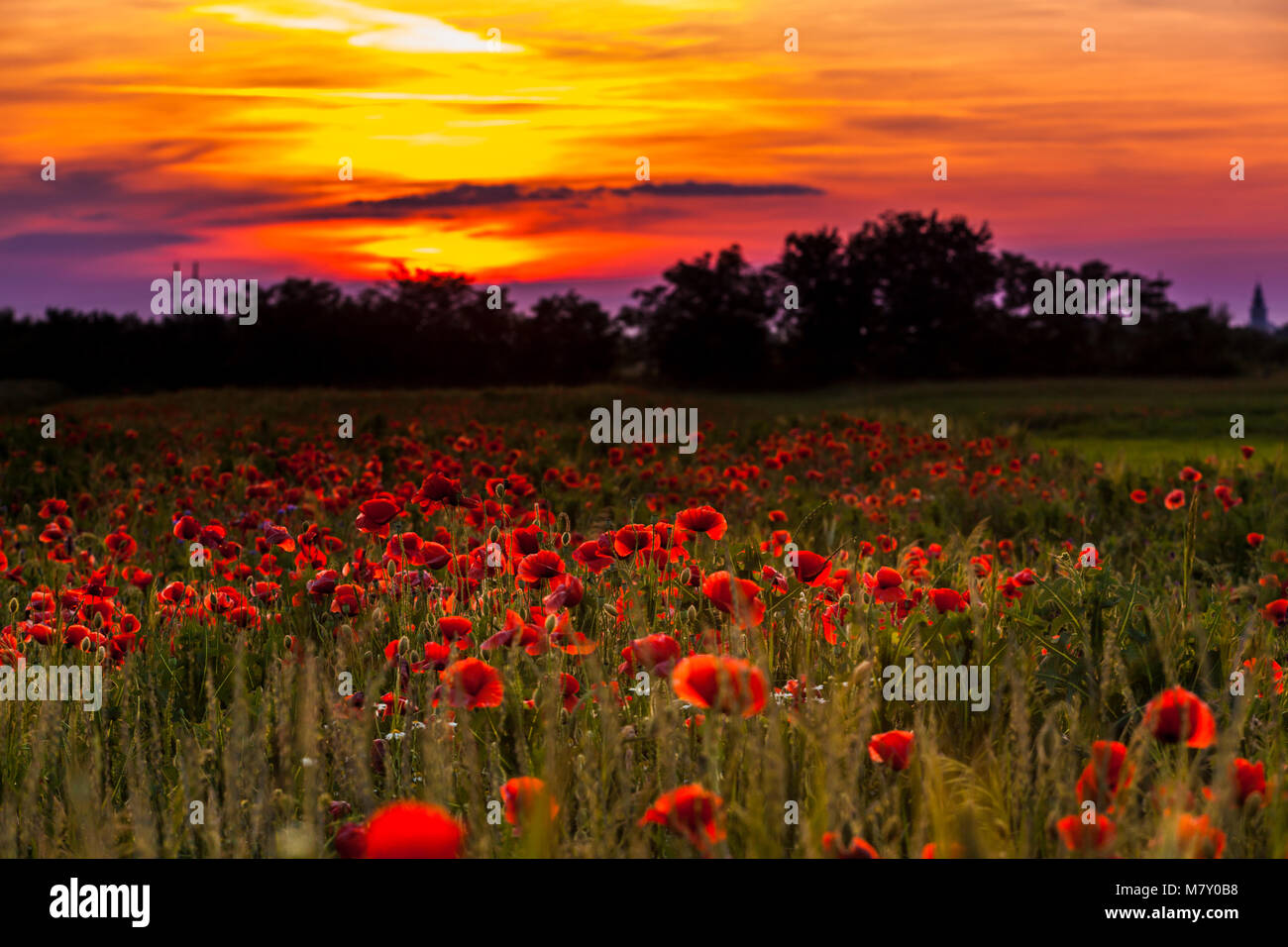 Poppy fields on sunset Stock Photo - Alamy