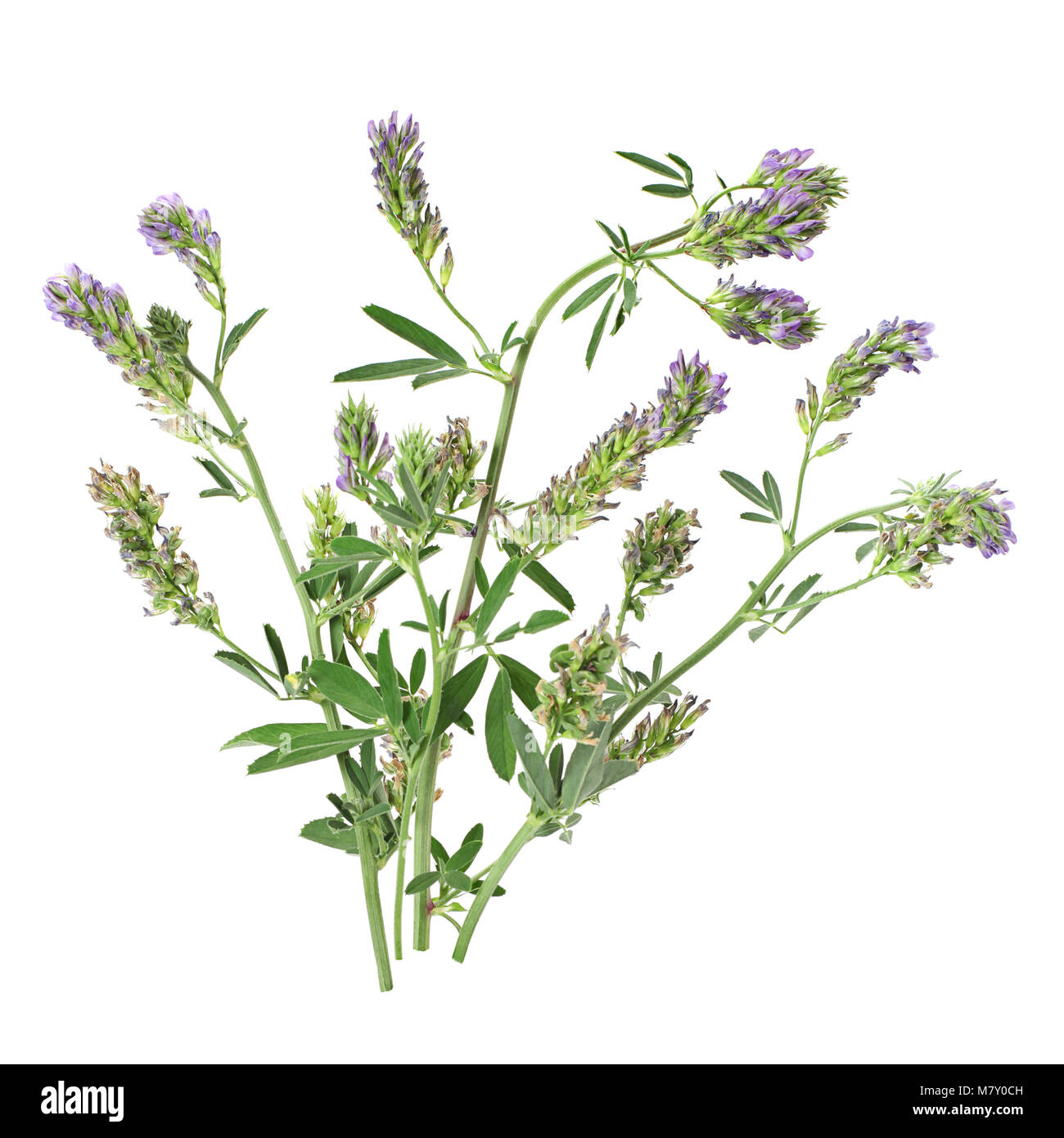Alfaalfa herb with flower isolated on white background Stock Photo - Alamy