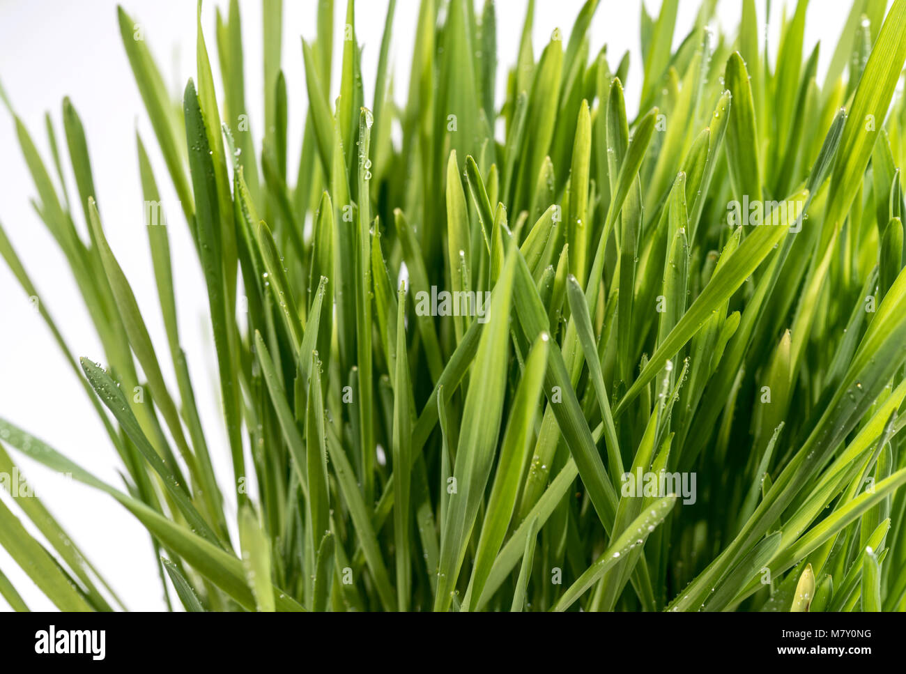 Growing grass hi-res stock photography and images - Alamy