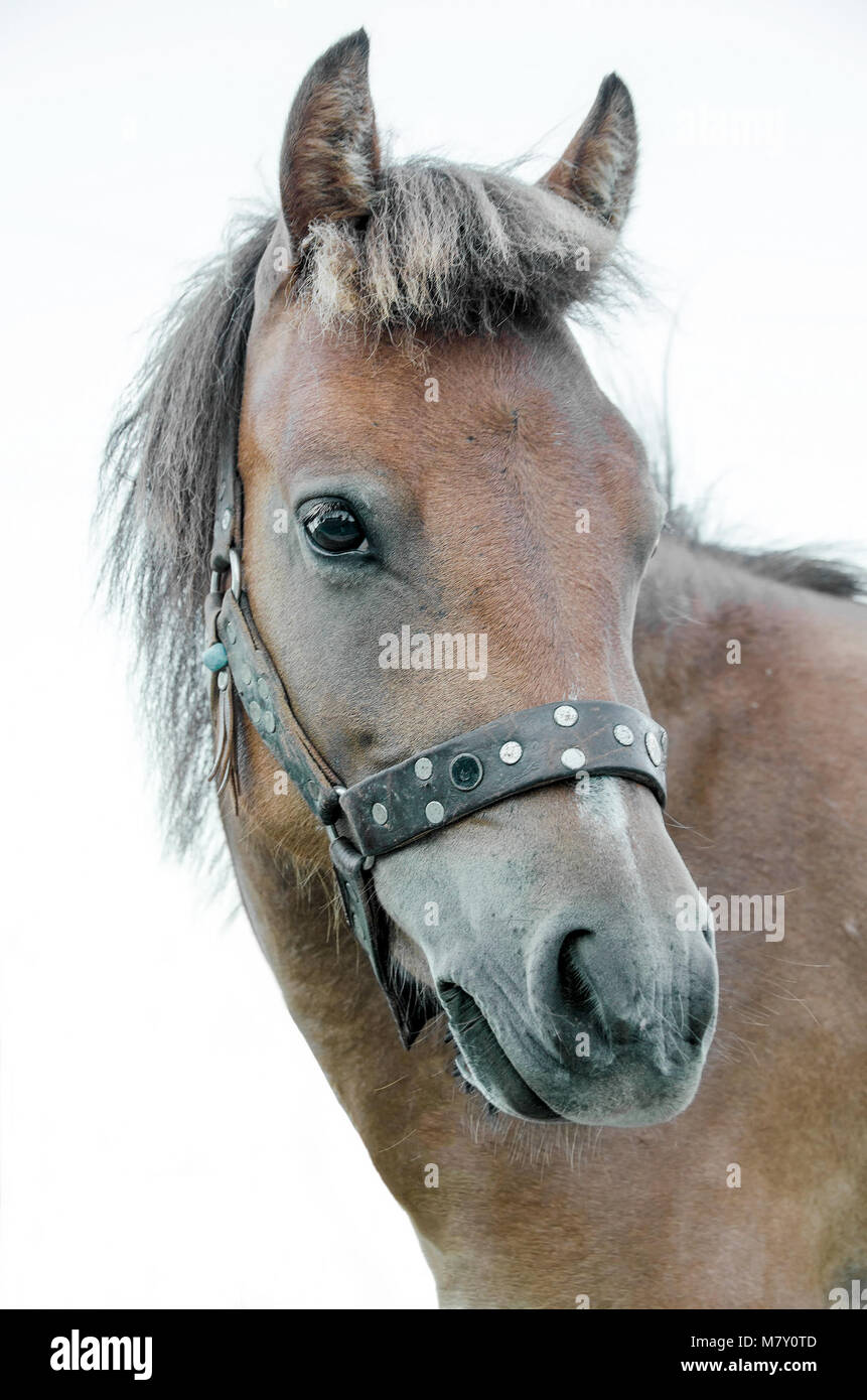 portrait of the small bodied, greek, Skyrian horse ( one of the rarest ...