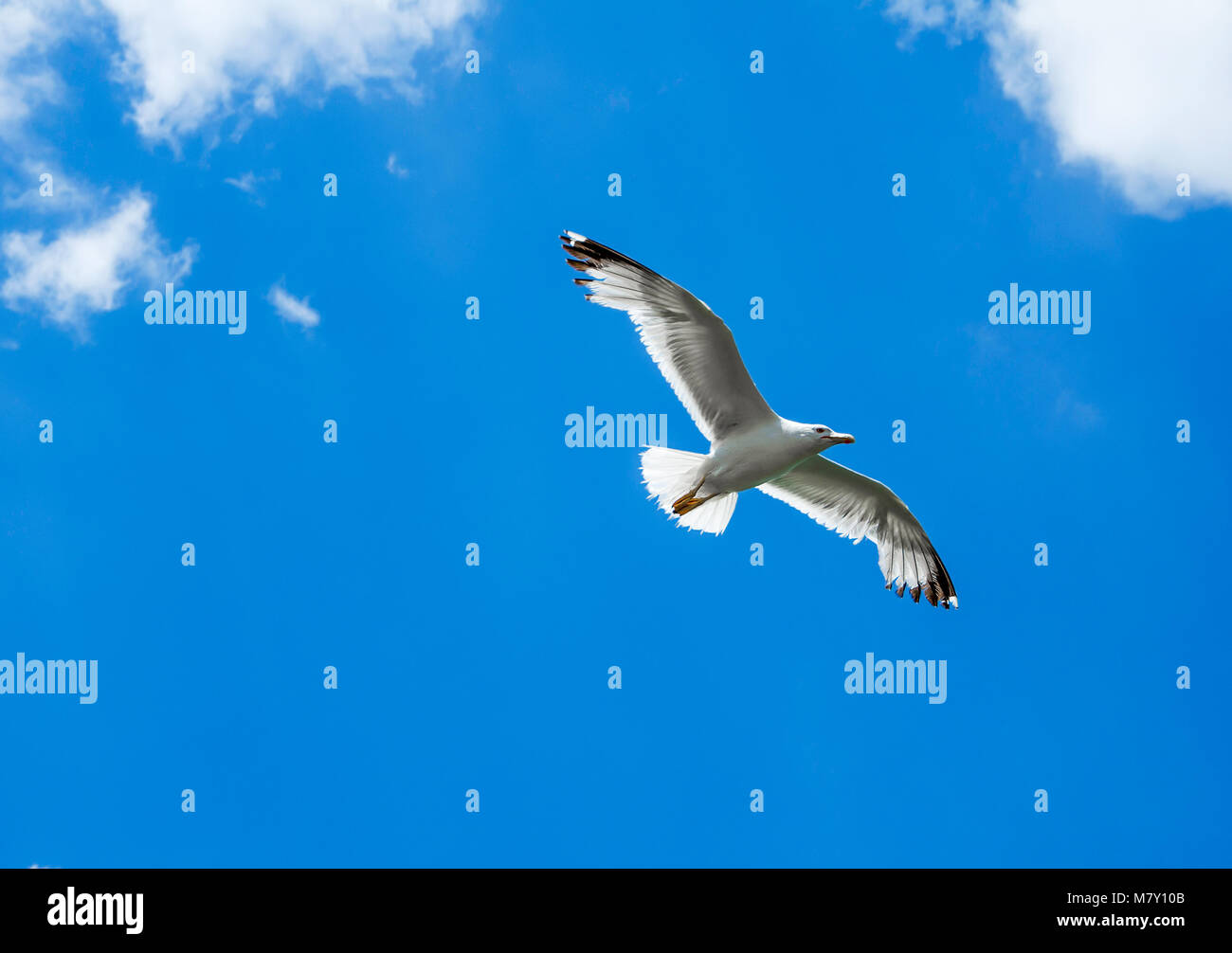 Seagull on deep blue sky. Natural backgrounds Stock Photo - Alamy