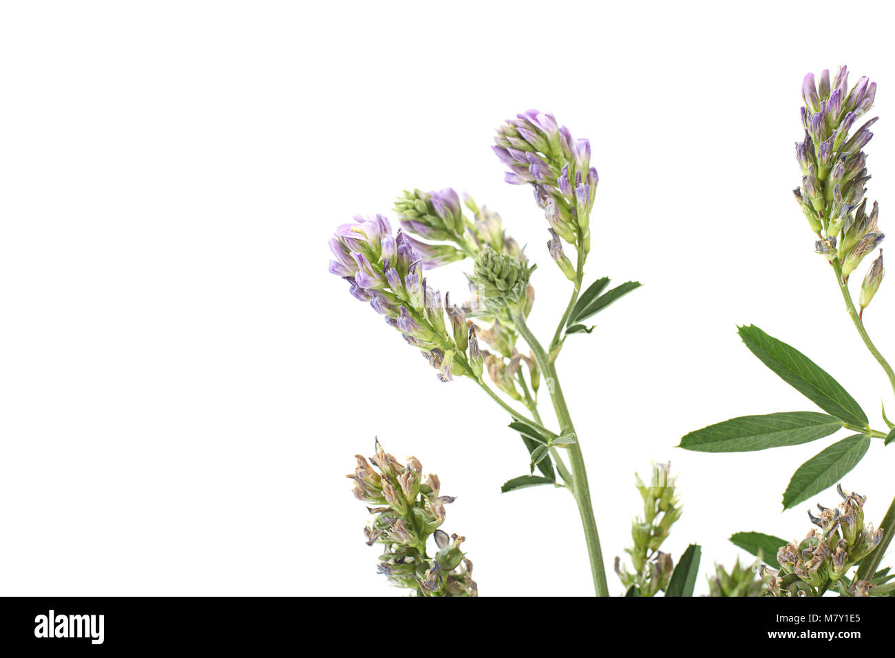 Alfaalfa herb with flower isolated on white background Stock Photo - Alamy