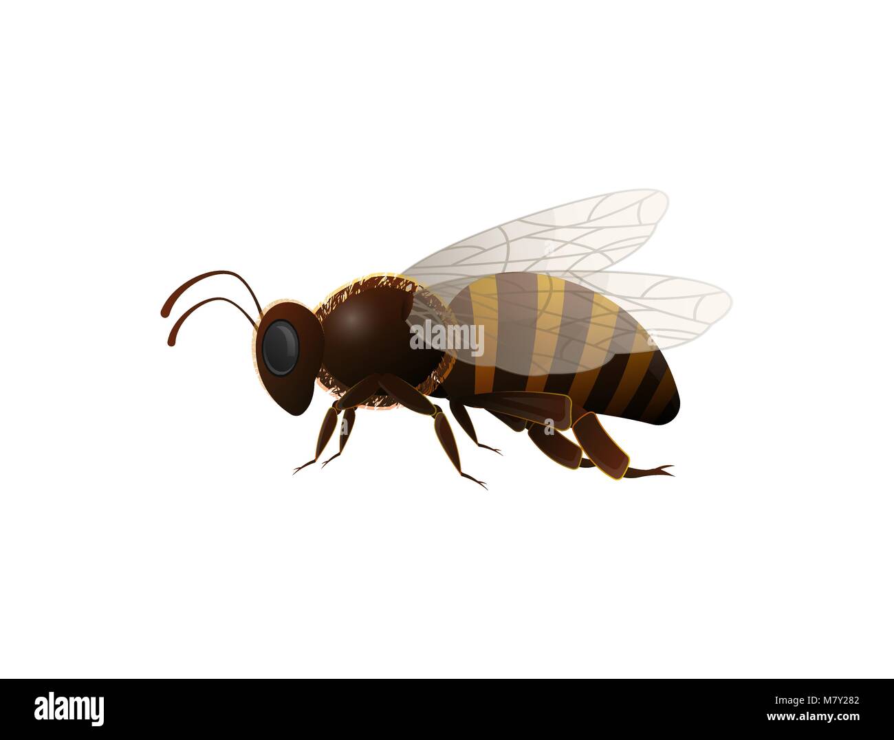Striped honey bee side view vector icon Stock Vector Image & Art - Alamy