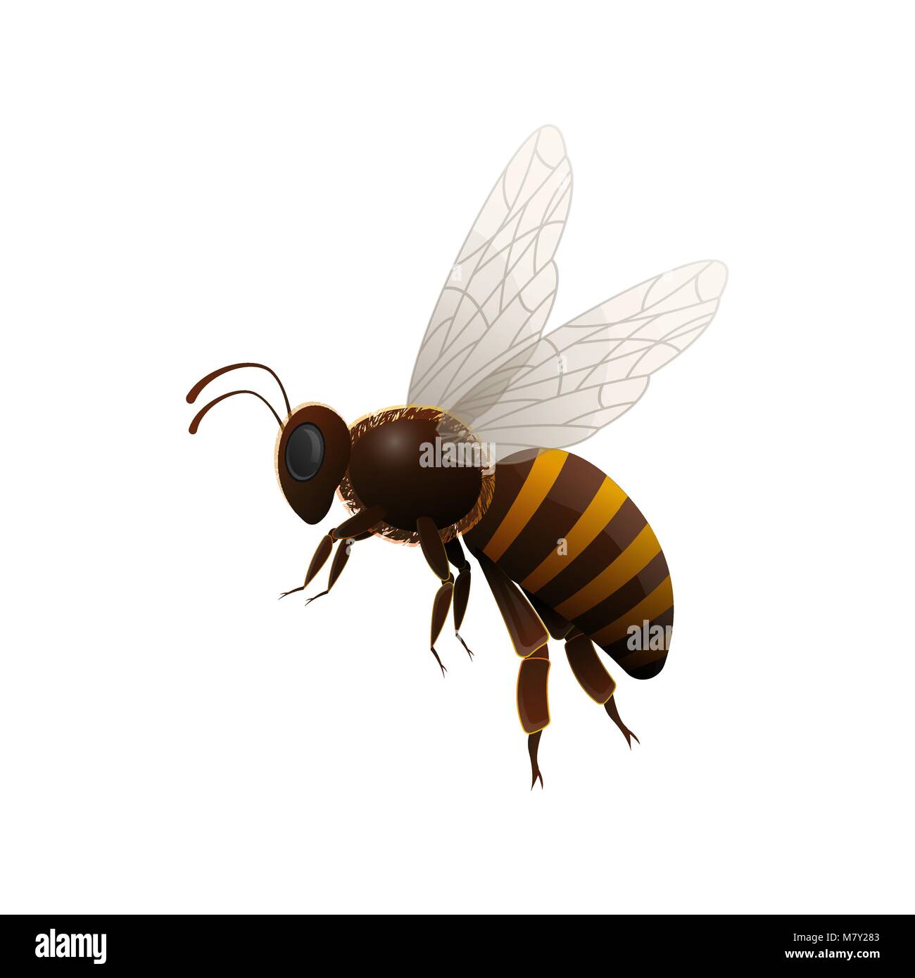 Striped flying bee side view vector icon Stock Vector Image & Art - Alamy