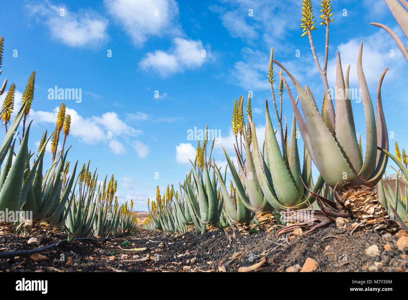 Aloe vera farm plantation Stock Photo - Alamy