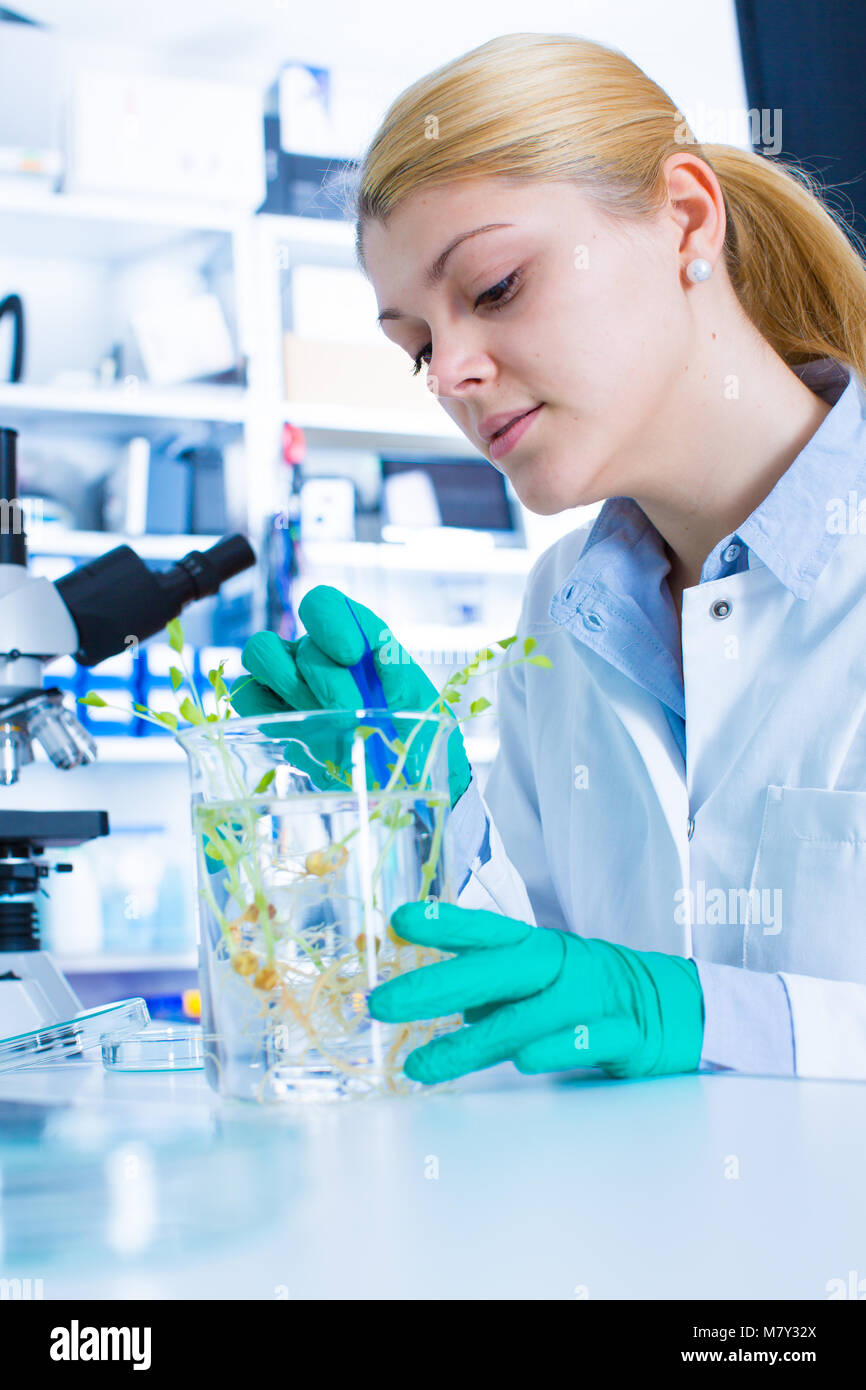 Experiment with genetically modified plants. Young woman laboratory ...