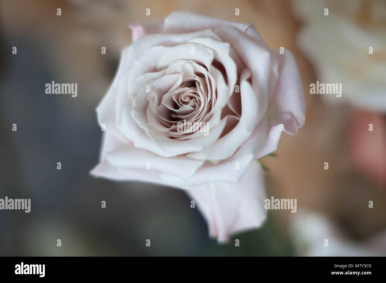 Unfocused blur rose petals, abstract romance background, pastel and ...