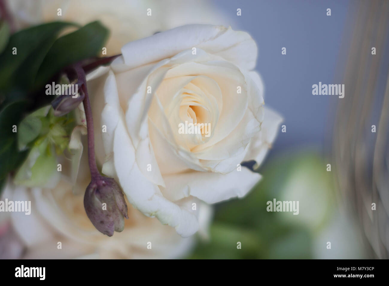 Unfocused blur rose petals, abstract romance background, pastel and ...