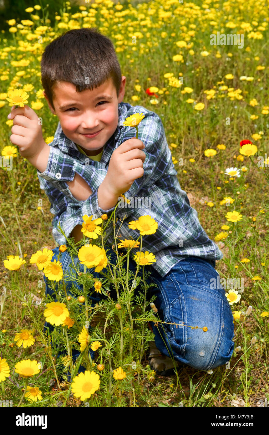 Child playing in daisy field. Boy picking fresh yellow daisies meadow ...