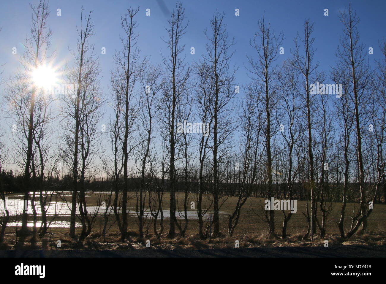 The sunshine in an Icelandic park Stock Photo - Alamy