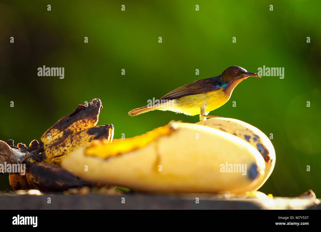 Bird on mango tree hi-res stock photography and images - Alamy