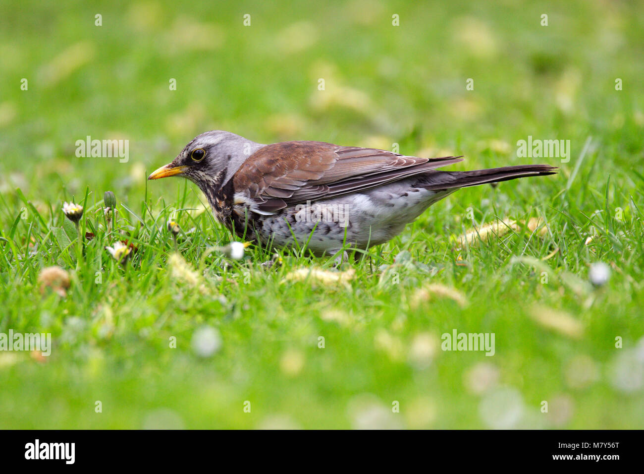 Single Fieldfare bird on grassy wetlands during a spring nesting period ...