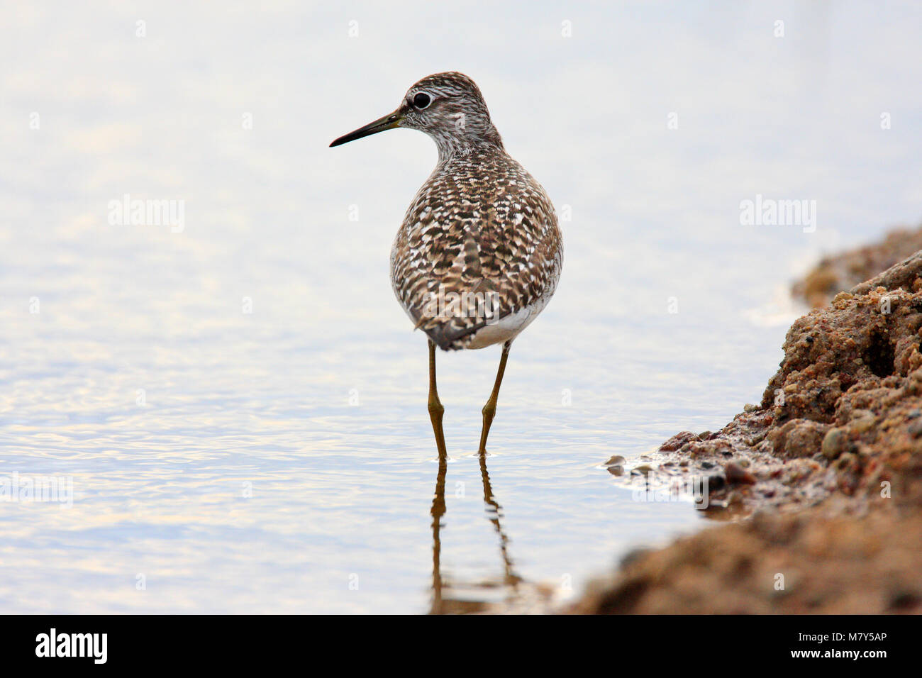 Single Wood sandpiper bird in wetlands during a spring nesting period ...