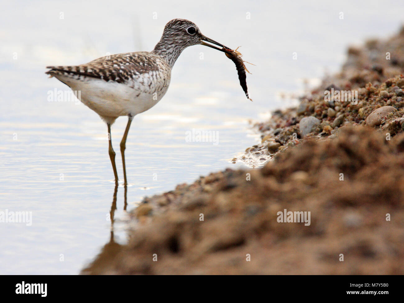 Single Wood sandpiper bird in wetlands during a spring nesting period ...