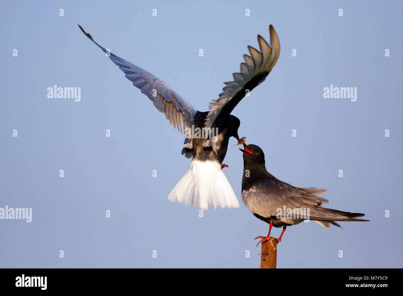 Pair of White-winged Black Tern birds feeding during a spring nesting ...