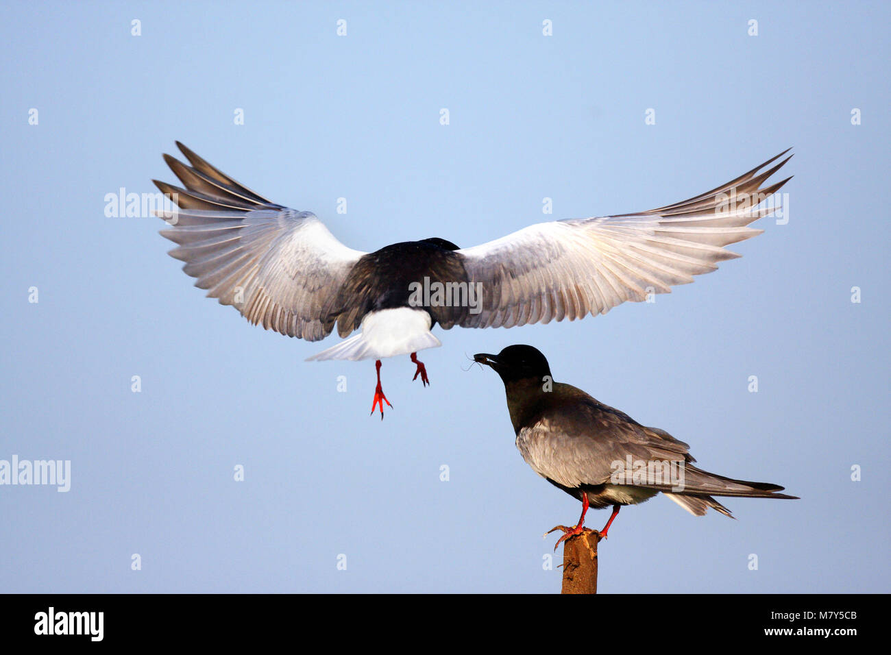 Pair of White-winged Black Tern birds feeding during a spring nesting ...