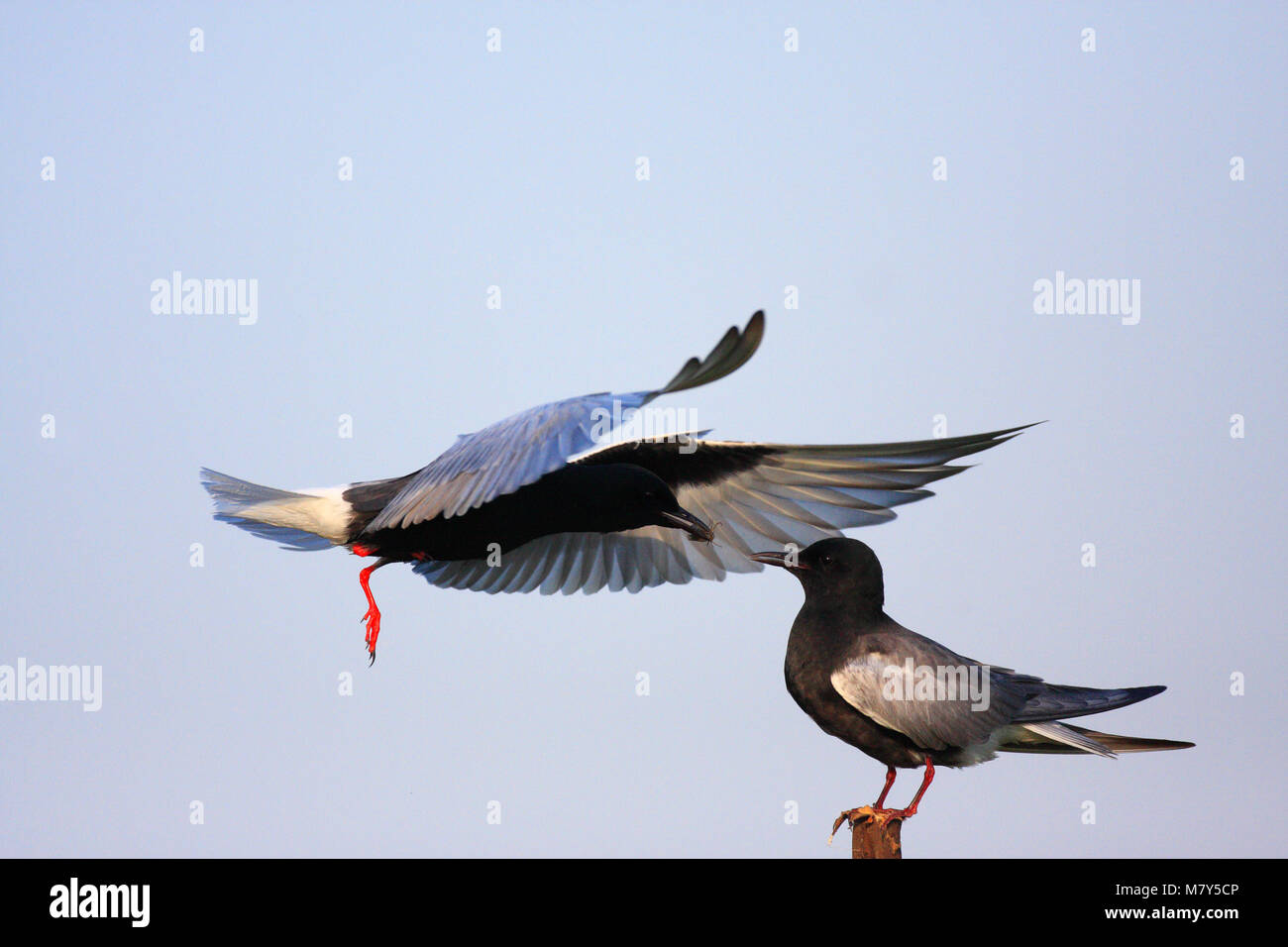 Pair of White-winged Black Tern birds feeding during a spring nesting ...