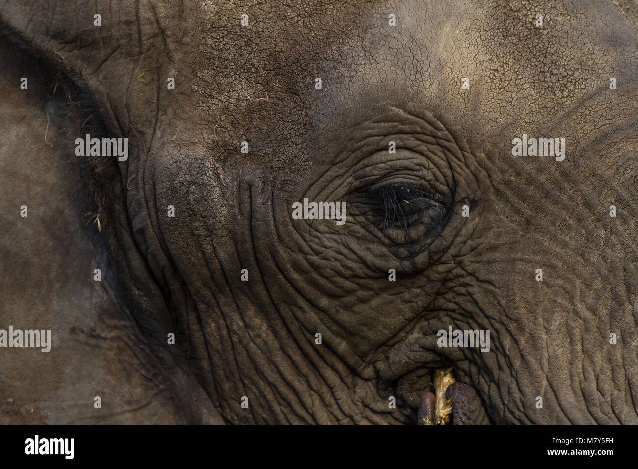 A close-up photo of an African elephants eye Stock Photo - Alamy