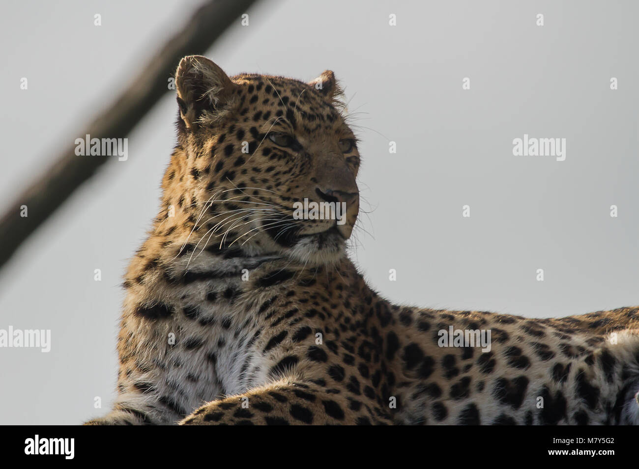 Powerful north chinese leopard hi-res stock photography and images - Alamy