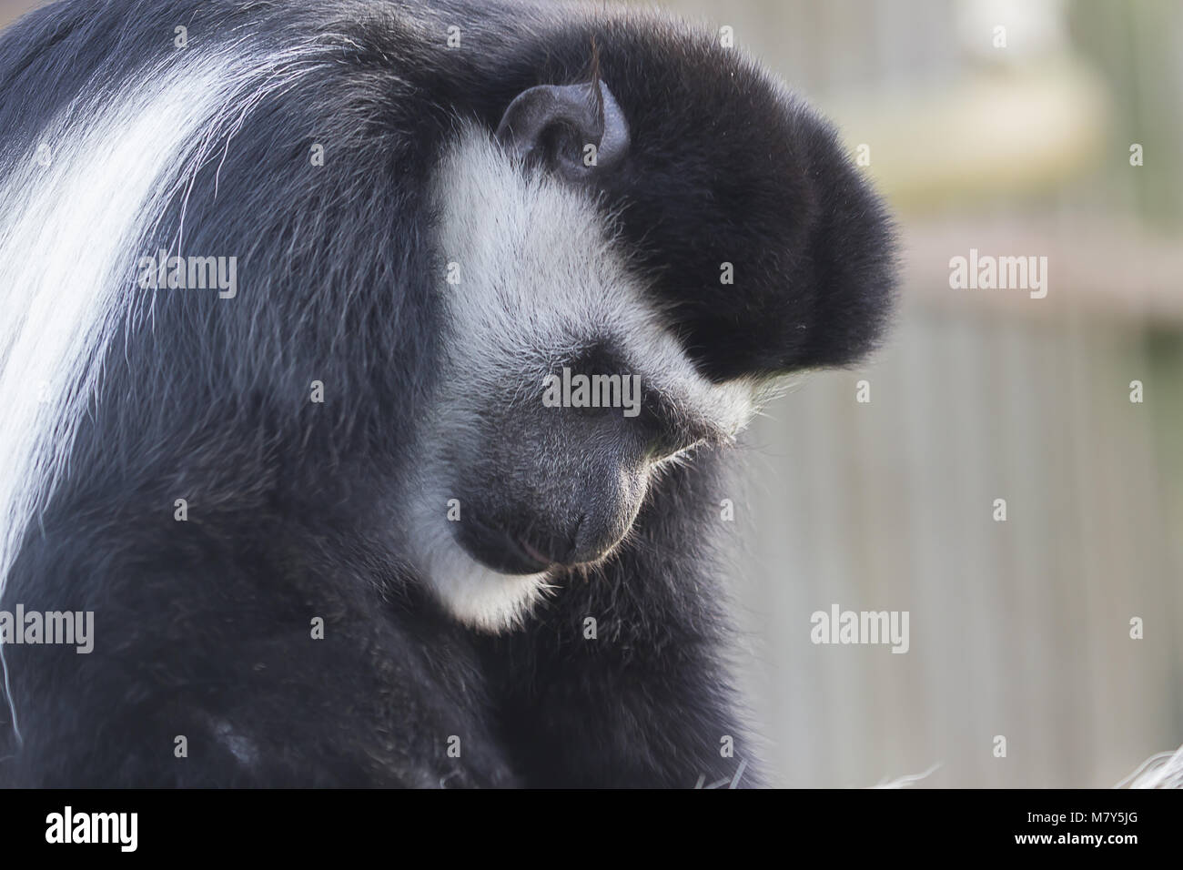 Bushmeat monkey hi-res stock photography and images - Alamy