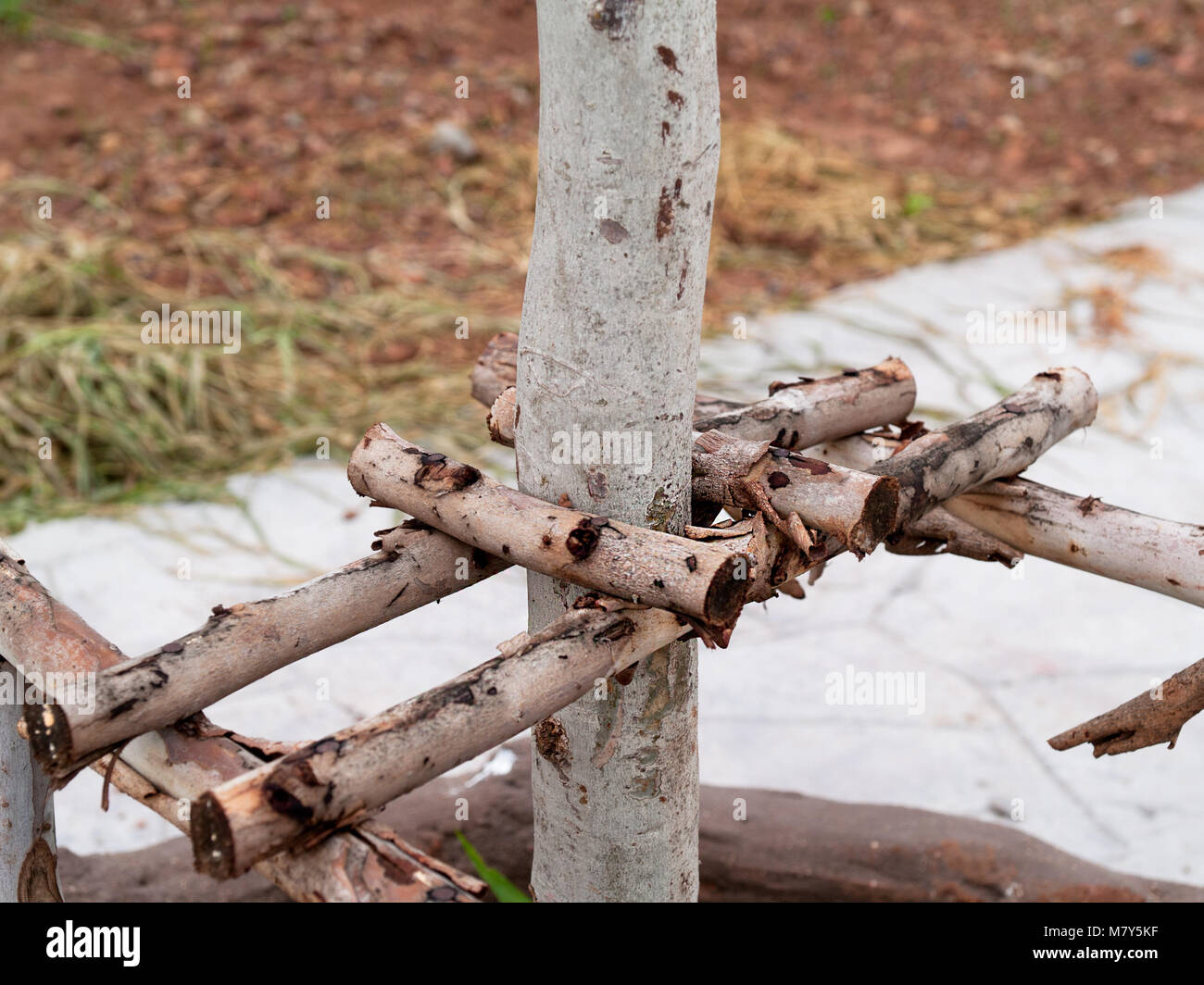 Trees Poles Prevent Falling Tree Stock Photo Alamy