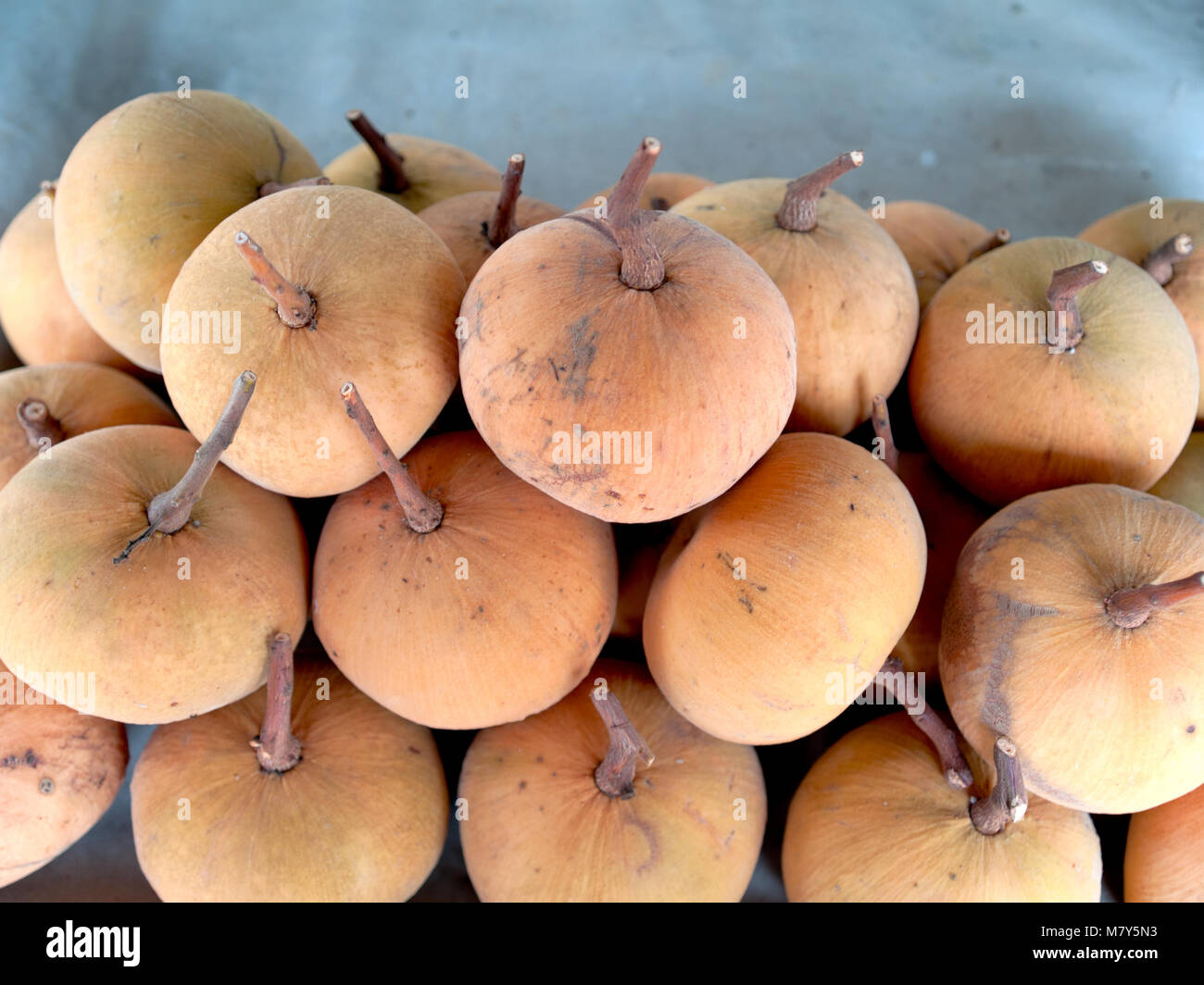 Santol hi-res stock photography and images - Alamy
