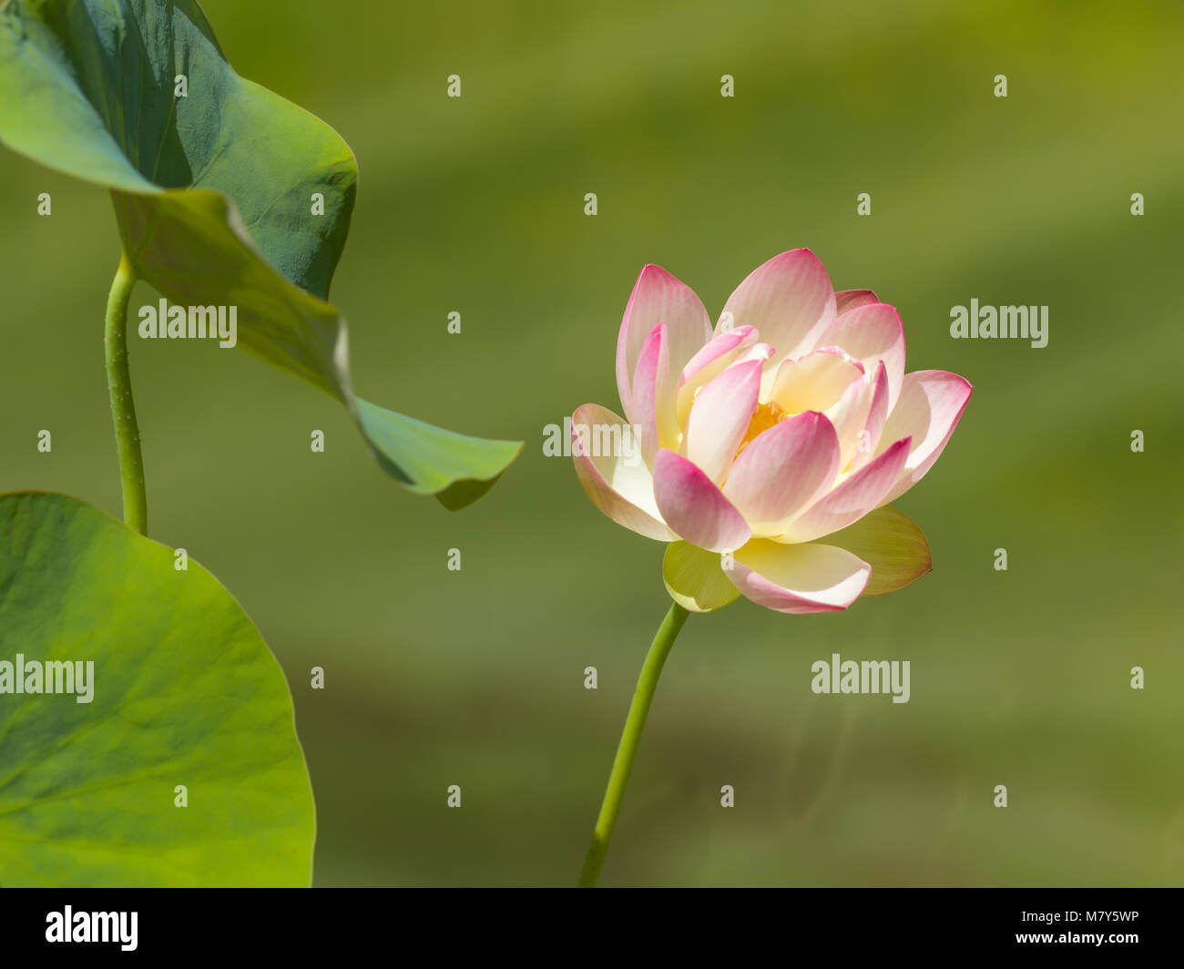 Holy lotus flower in full bloom against soft green background Stock ...
