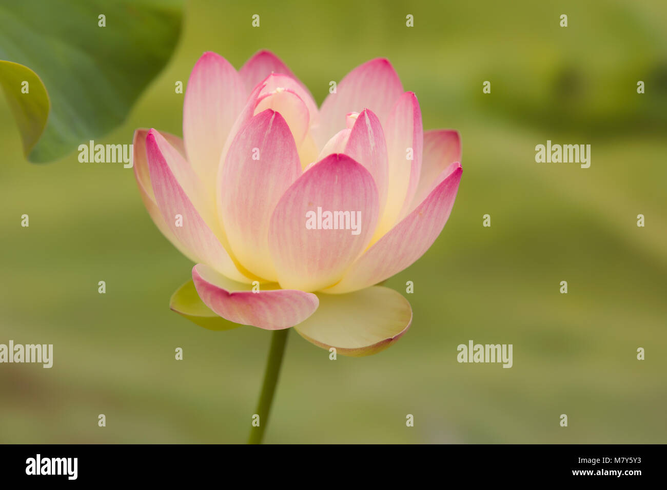 Japanese Sacred Lily High Resolution Stock Photography and Images - Alamy