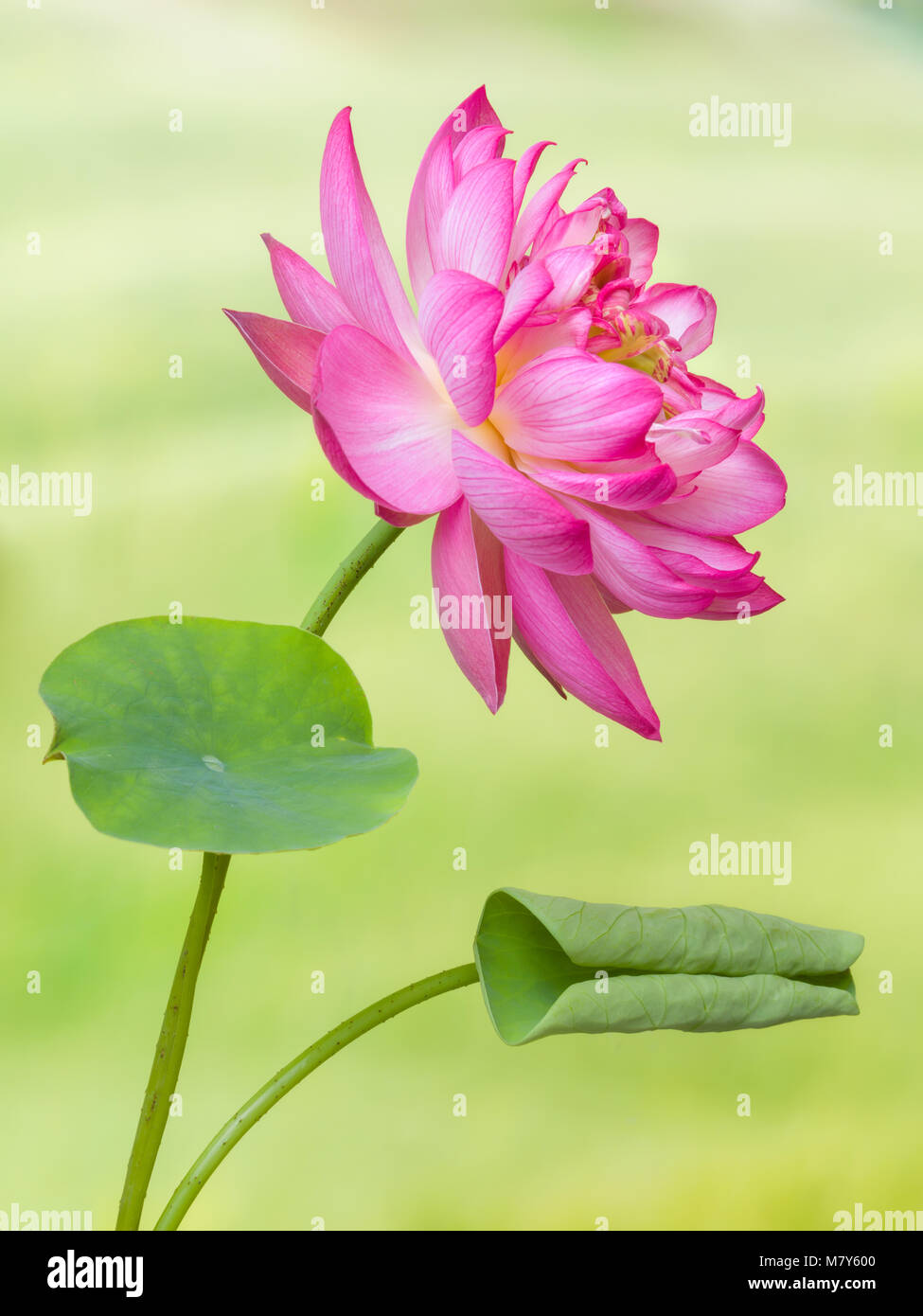 Full bloom of a lotus flower named Lotus Nelumbo Elite Red Stock Photo ...