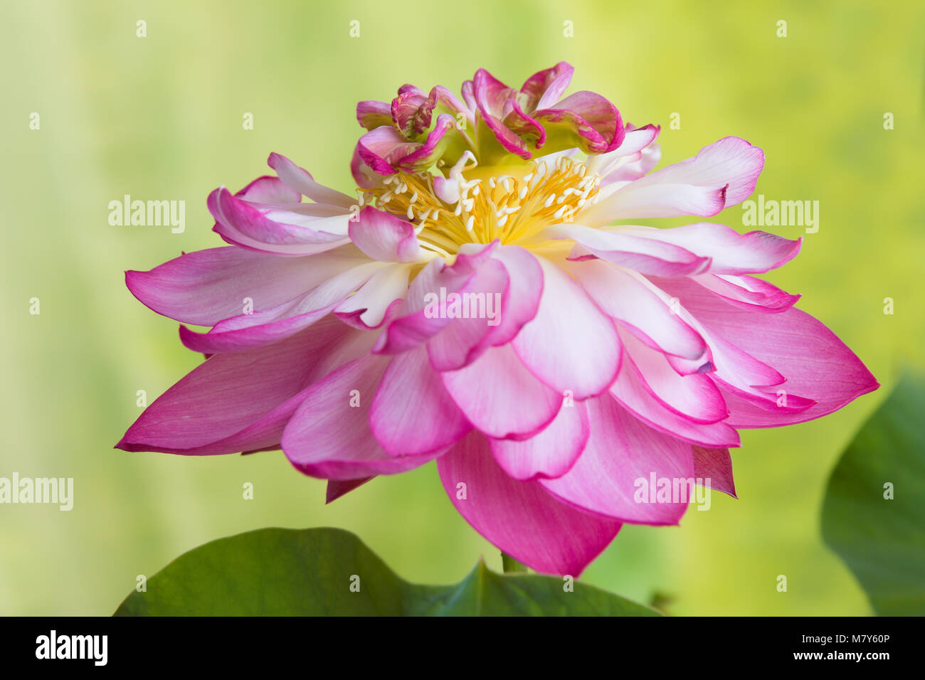 Full bloom of a lotus flower named Lotus Nelumbo Elite Red Stock Photo ...