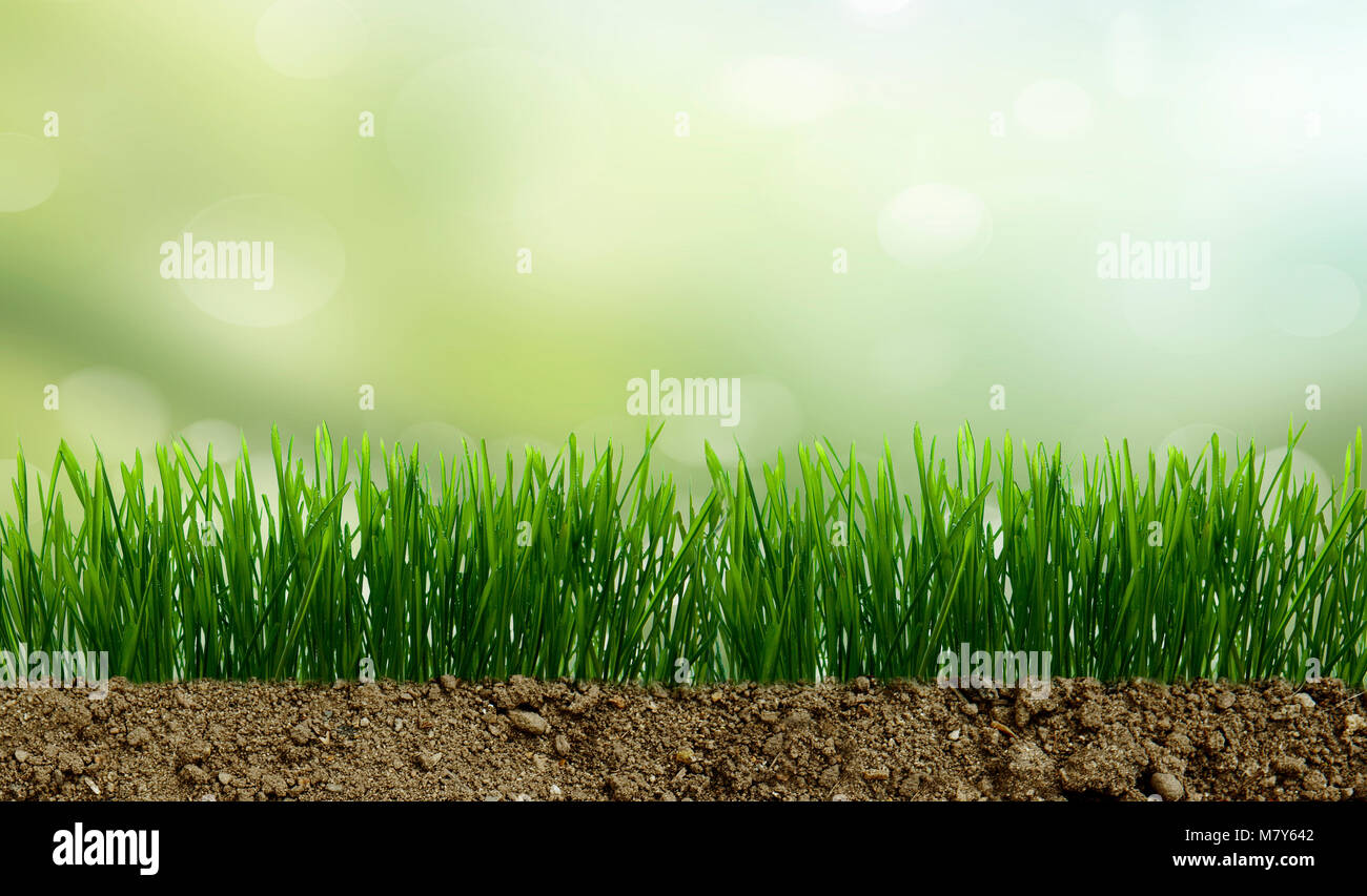 Growing grass in the earth soil Stock Photo - Alamy