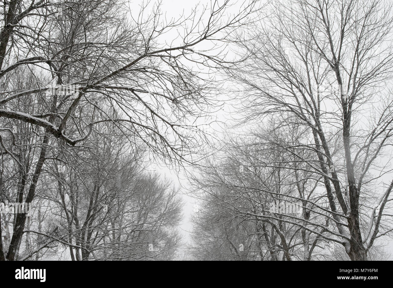 Snow on trees Stock Photo - Alamy