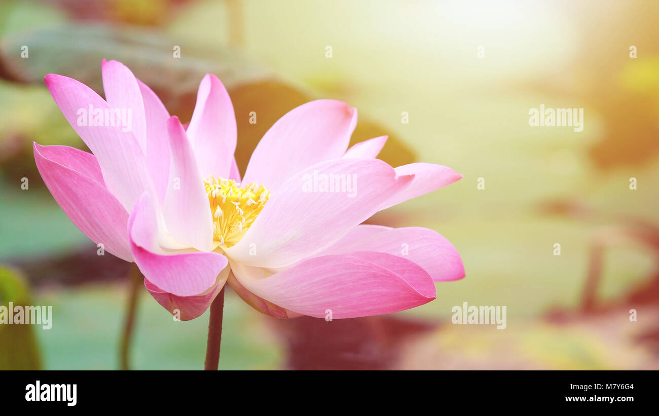 Beautiful pink bloom lotus flower in water pond garden decoration ...