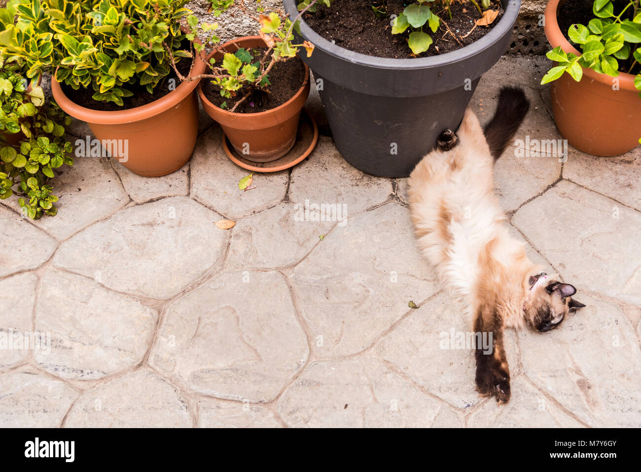 Gato estirándose hi-res stock photography and images - Alamy