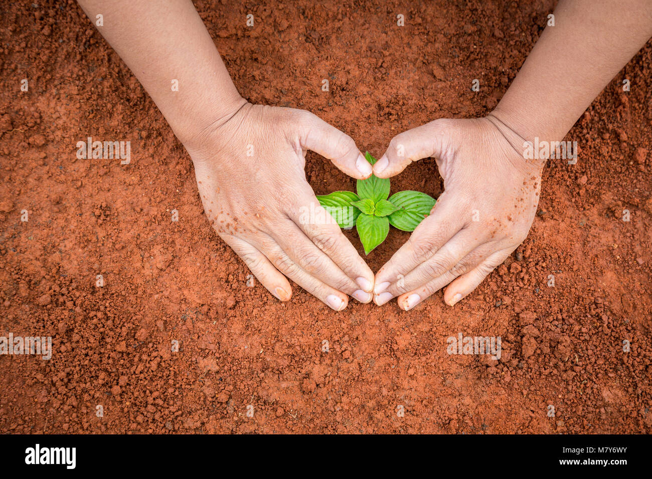 Close up hands of people protecting young plant on red soil. Ecology ...