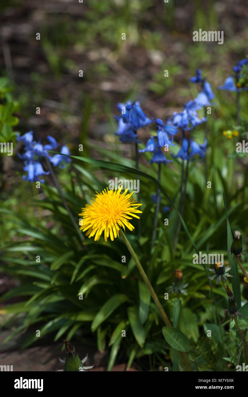 A single dandelion flower in foreground, with bluebells in soft focus ...