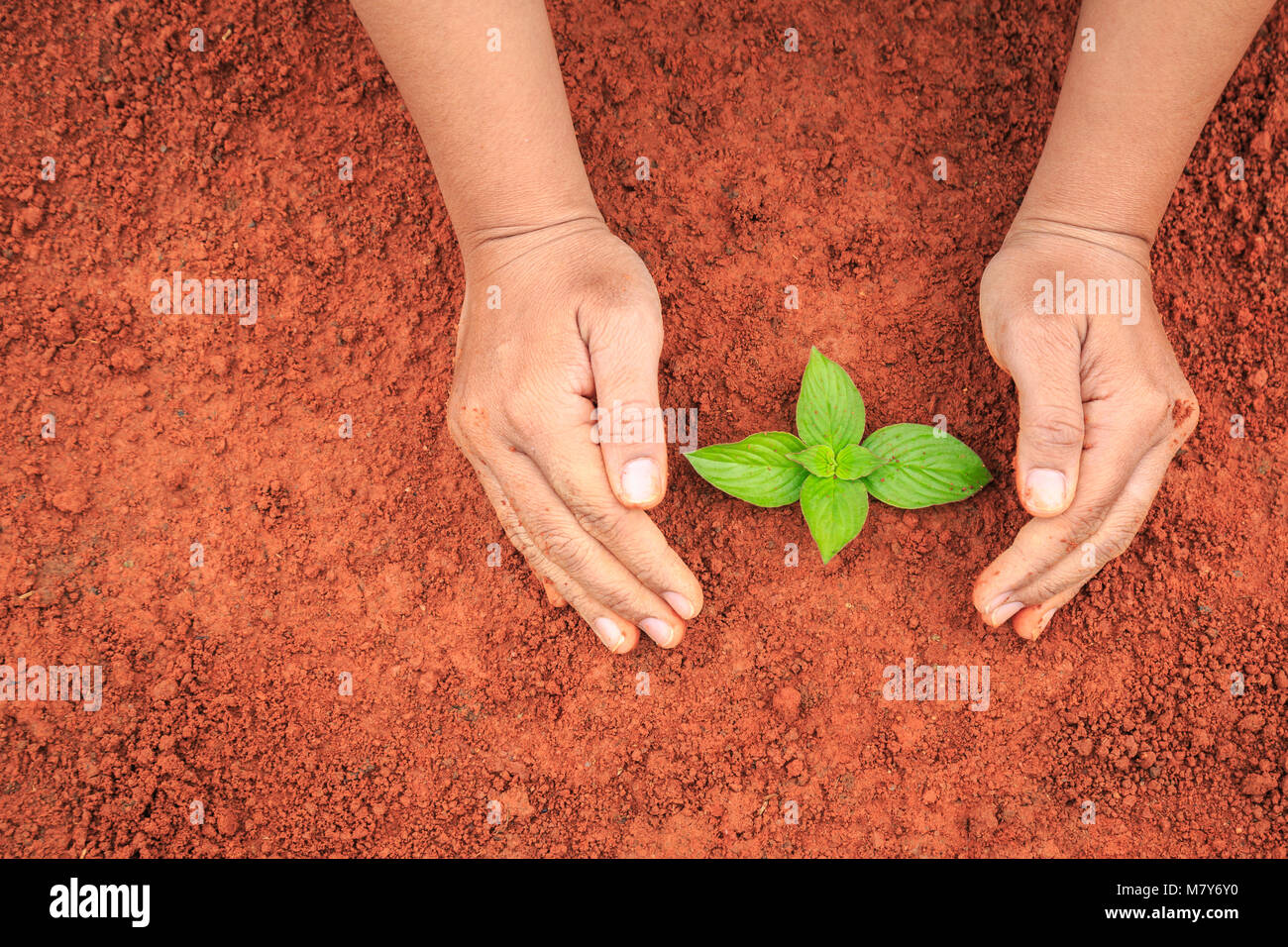 Close up hands of people protecting young plant on red soil. Ecology ...