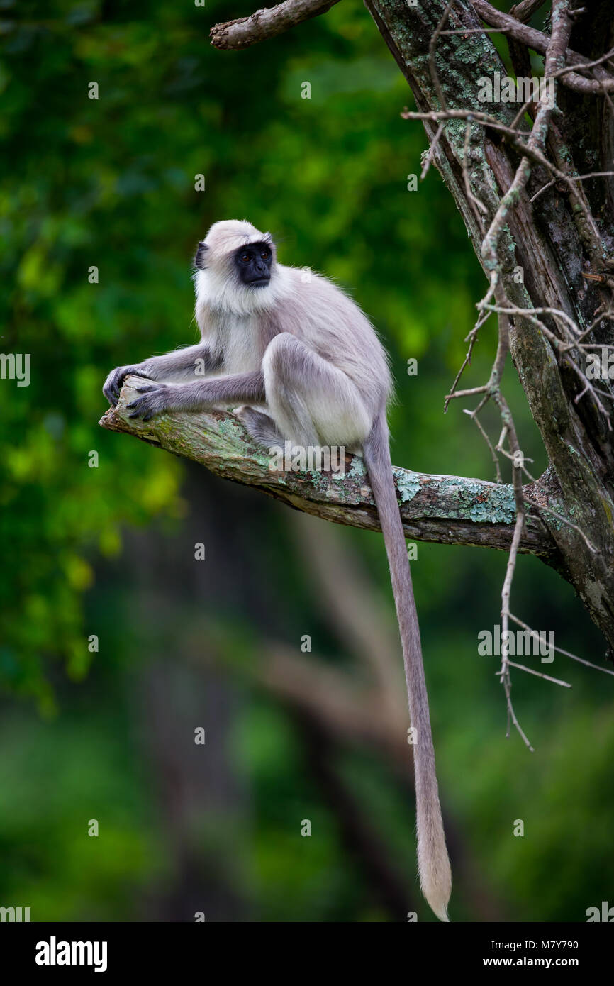 Langur and tiger hi-res stock photography and images - Alamy