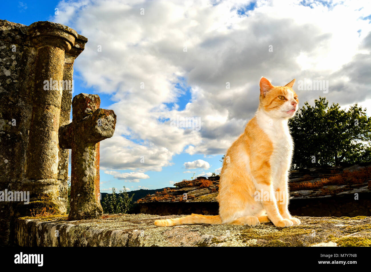 Faith the church cat hi-res stock photography and images - Alamy