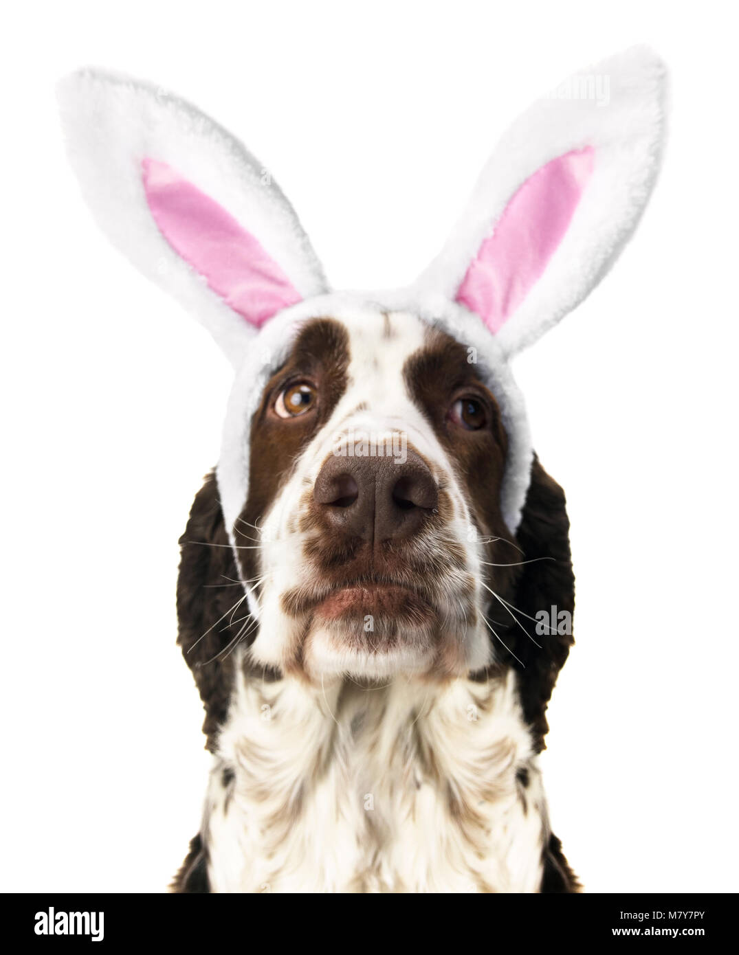 Bunny body part hi-res stock photography and images - Alamy