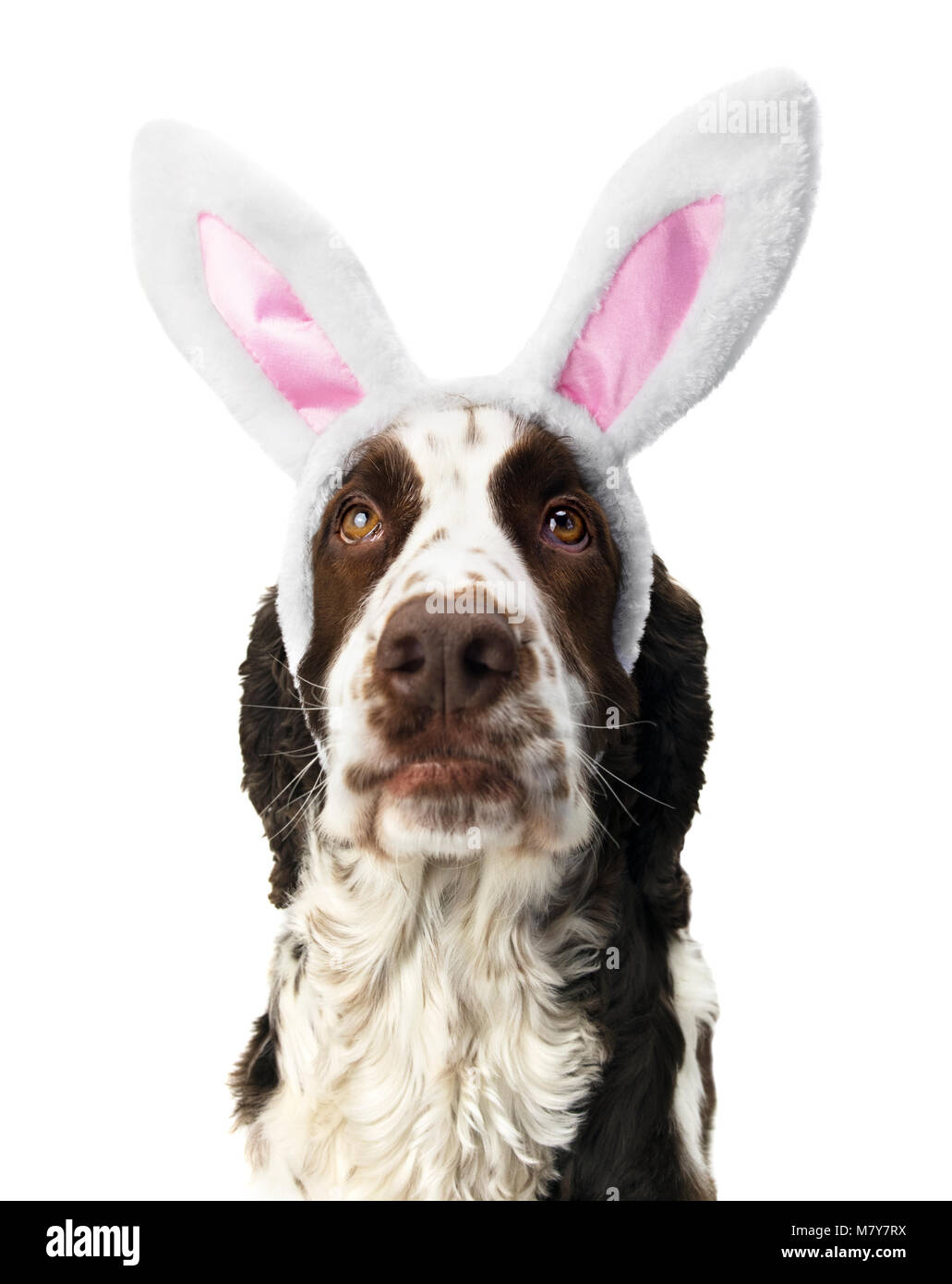 Springer Spaniel Looking Up With Bunny Ears Stock Photo - Alamy